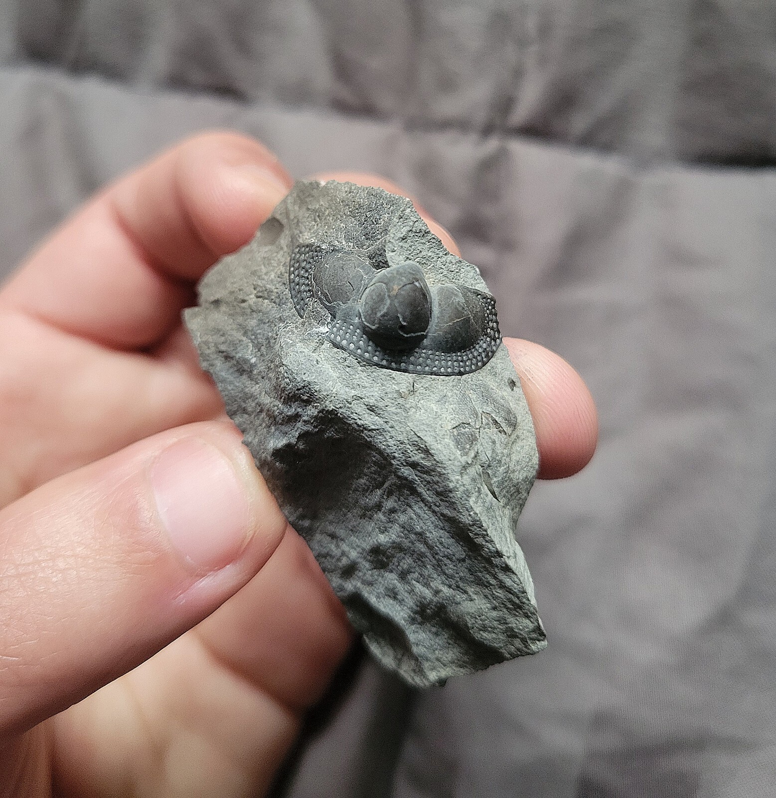 Rare Cryptolithus Trilobite Fossil From Quebec Canada Ordovician Bug | eBay