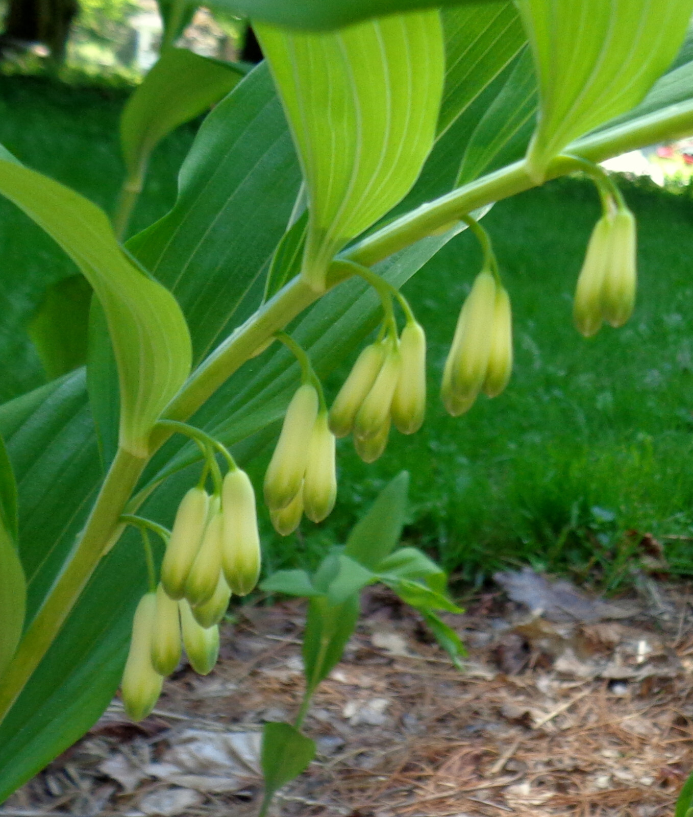 solomon seal tincture , solomon's fresh root extract , herbal joint ...
