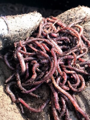 2000 Red Wiggler Worms for Organic Gardening Vermicomposting Vermi | eBay