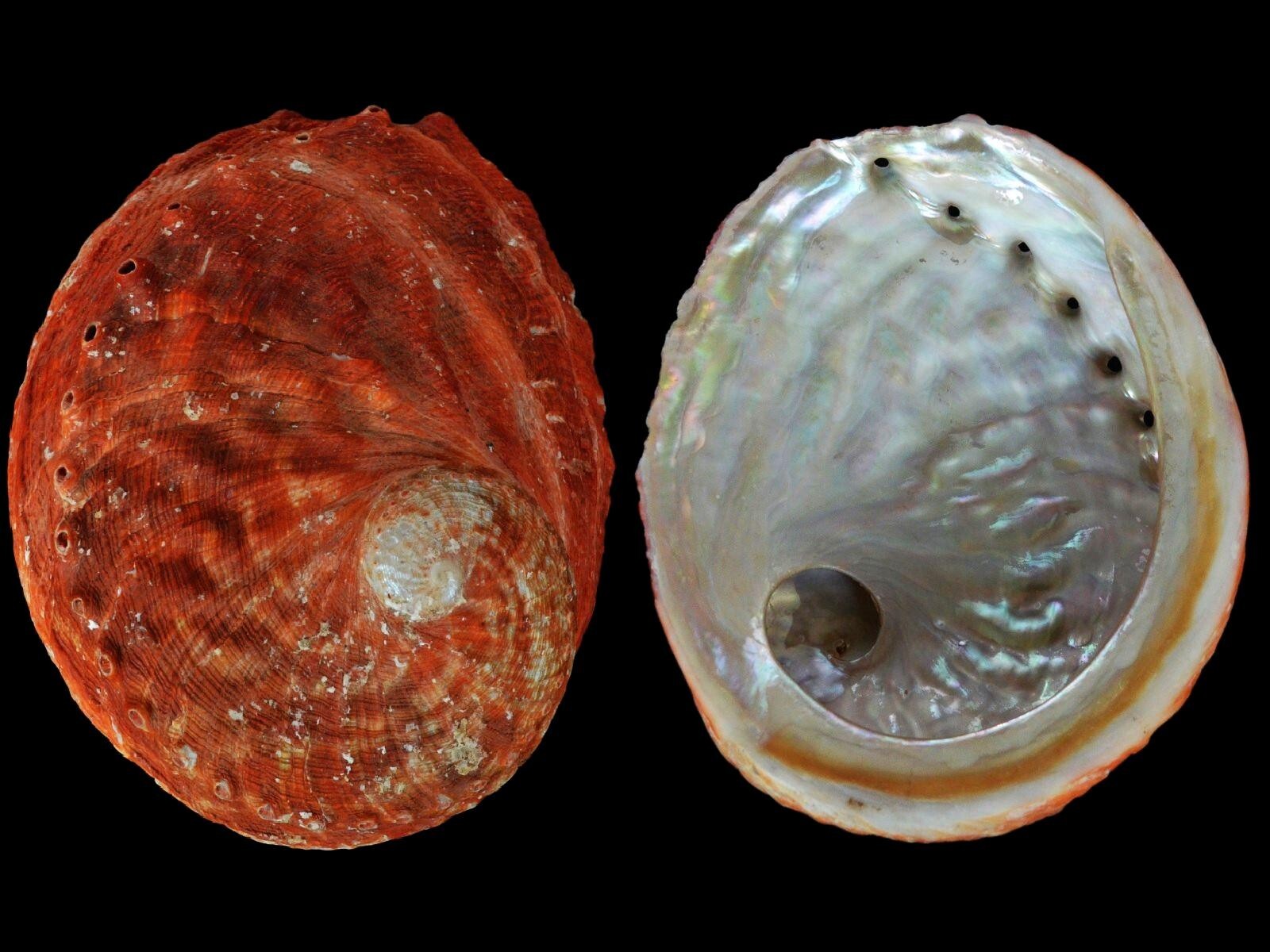 Haliotis rubra conicopora - Shells from all over the World NEW!!! | eBay