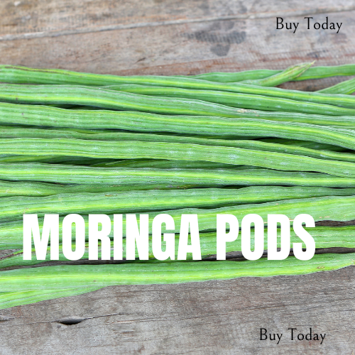100% Organic Moringa Drumstick 1 LB Beans, Pods. Fresh-Pick- from the ...