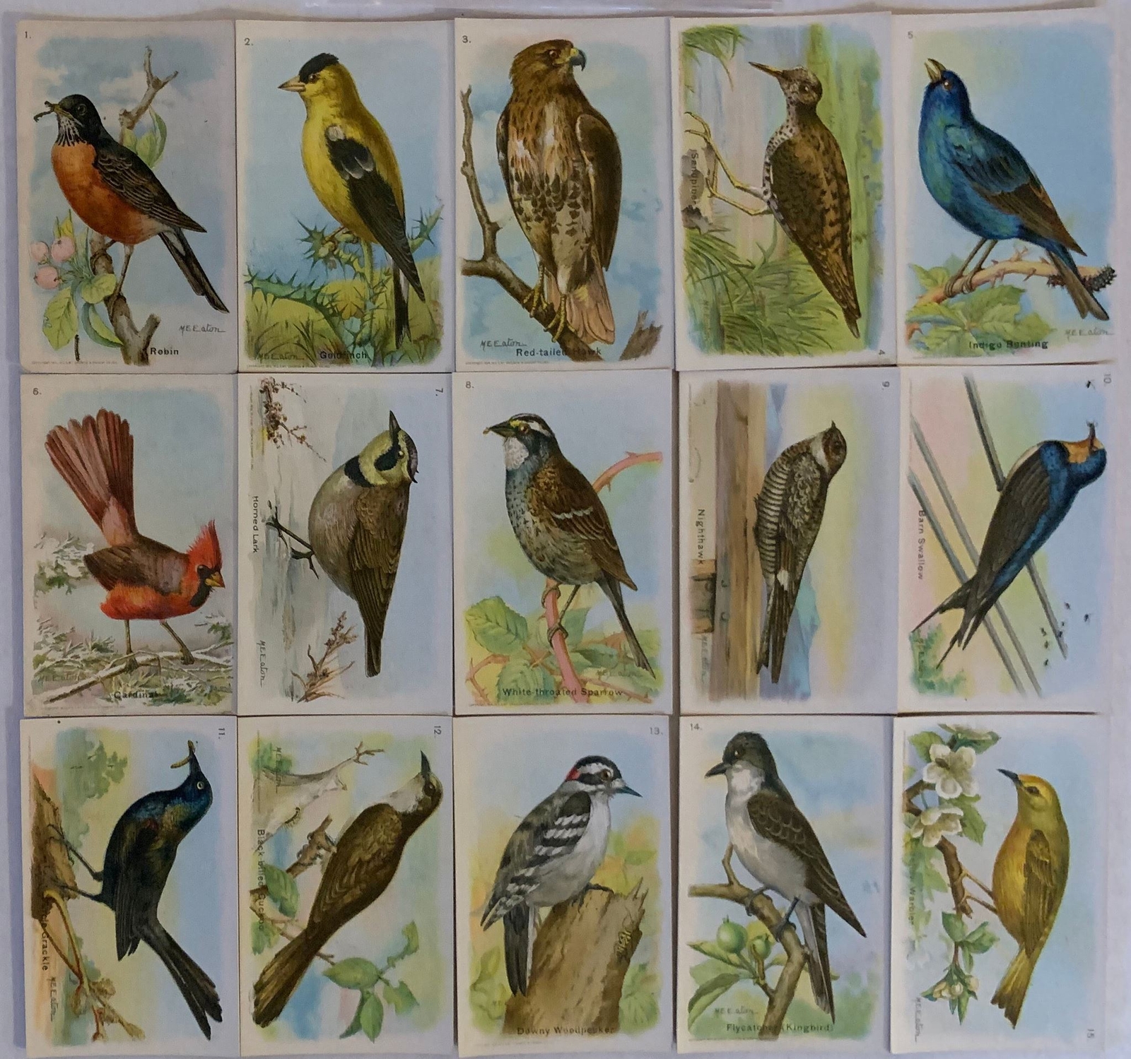 Birds Useful Birds of America 5th 15 Card Set Type 2 Church & Dwight J ...