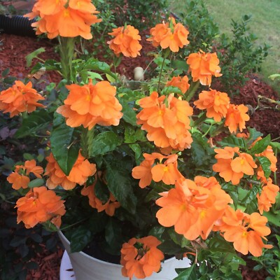 Crossandra Infundibuliformis 10 Seeds, Orange Marmalade Flowers ...
