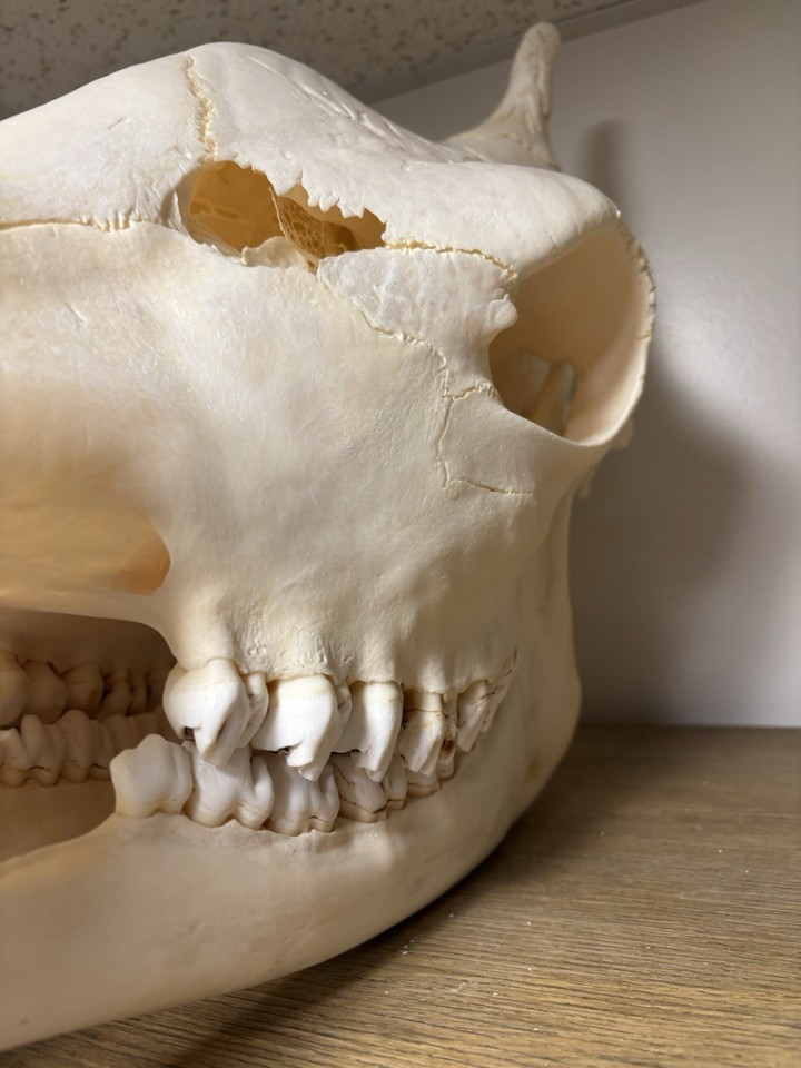 Massive Real Authentic Giraffe Skull Taxidermy Cabin Decor African ...