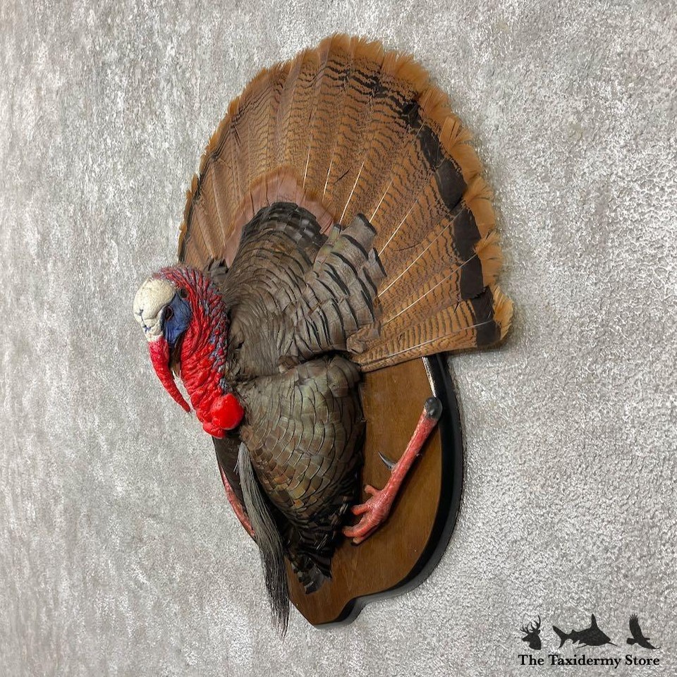 #25574 P | Eastern Wild Turkey Half-Life-Size Taxidermy Mount | eBay