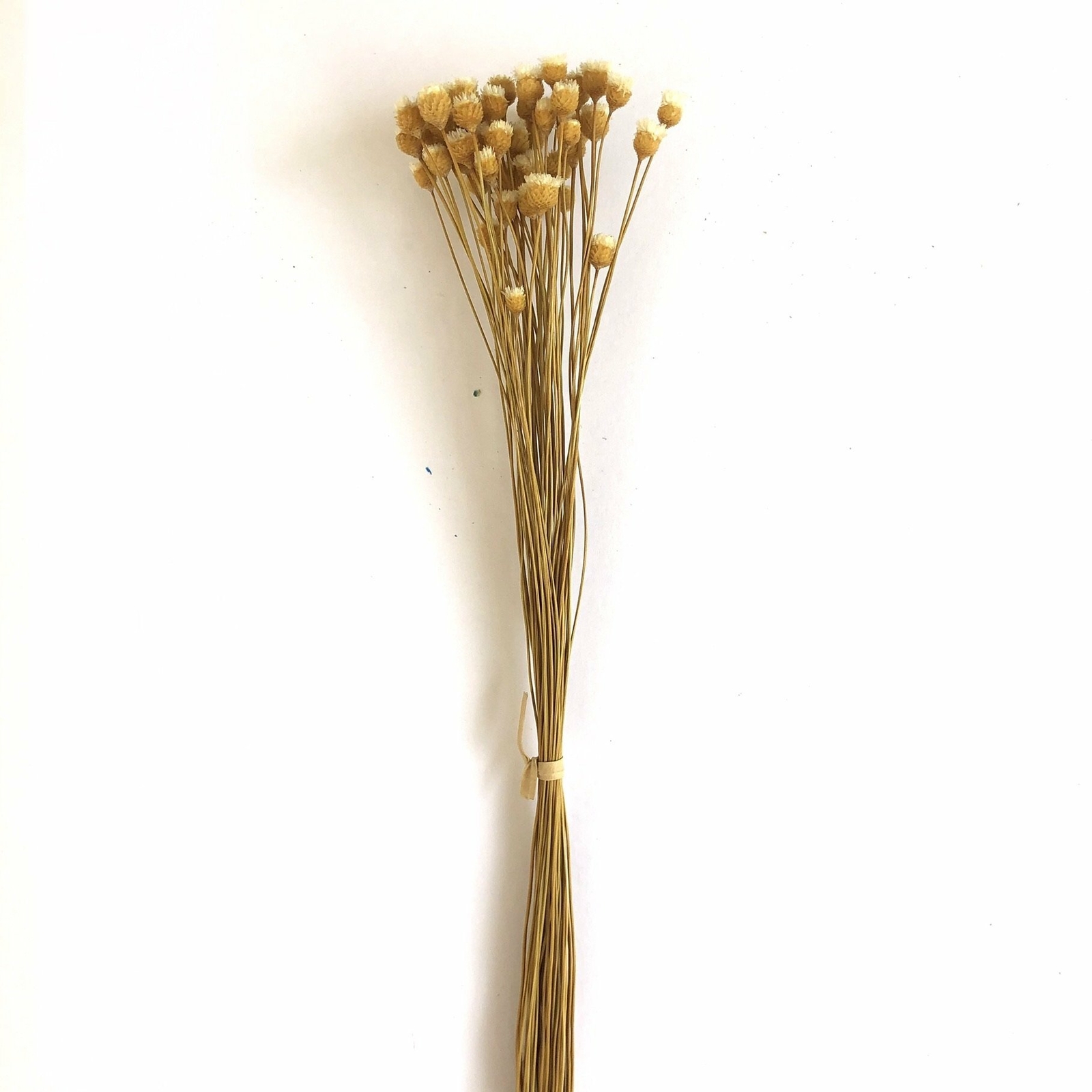 Natural Dry Mini Happy Flower Stems - White | eBay