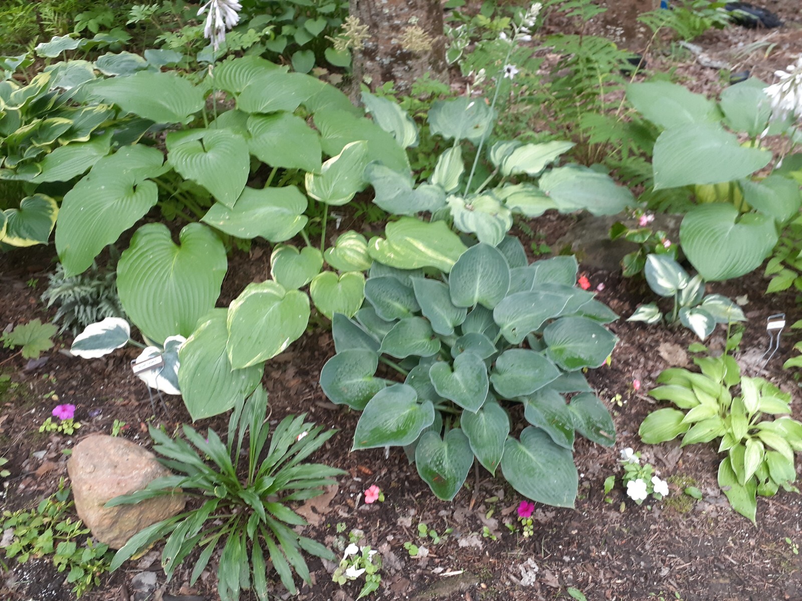 Hosta Seeds mix of colors, size, and leaf shape 50+ perennial seeds | eBay
