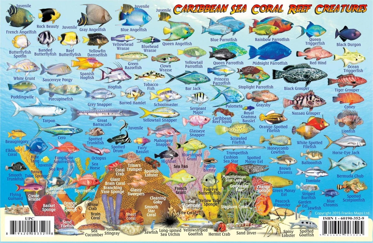 Caribbean Sea Animals