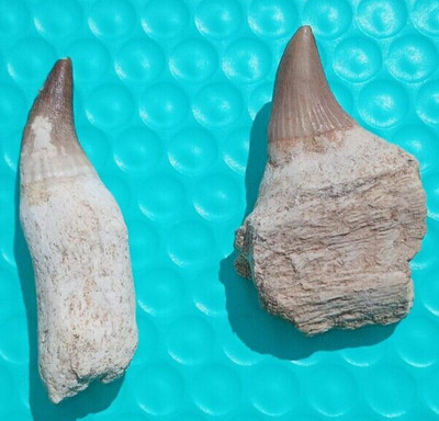 2 rooted teeth Halisaurus arambourgi Platecarpus ptychodon mosasaur ...
