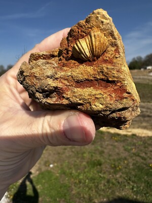300-400 million year old fossil from Kentucky sea bed shells and sponge ...