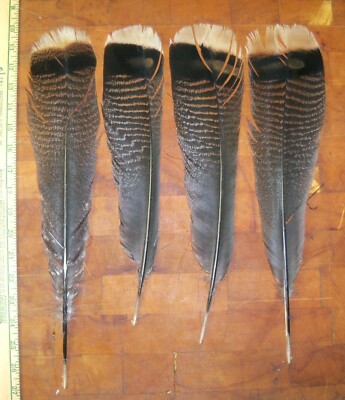 WILD TURKEY 4 MERRIAM PRIMARY TAIL FEATHERS Arts Craft Arrow Prayer Fan ...