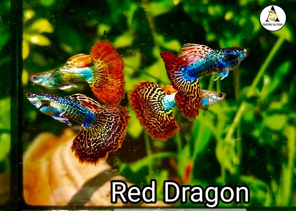 5 Pairs☆Live Aquarium Guppy Fish High Quality - Supper Red Dragon Dumbo ...