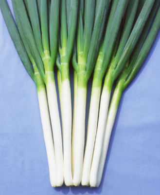 Spring Onion Plug Plants "Grow Your Own" Vegetables **LETTERBOX ...