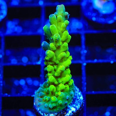 ORA Frogskin Tort Acropora Coral | eBay