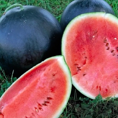 Black Diamond Watermelon Seeds | NON-GMO Watermelon Seeds | Heirloom ...