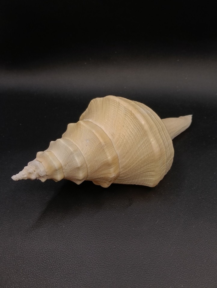 Syrinx arranus trumpet sea shell. 8" Australian Collector #15474 | eBay