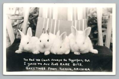 White Fluffy Bunny Rabbits TUCSON Arizona RPPC Cute Vintage Photo ...