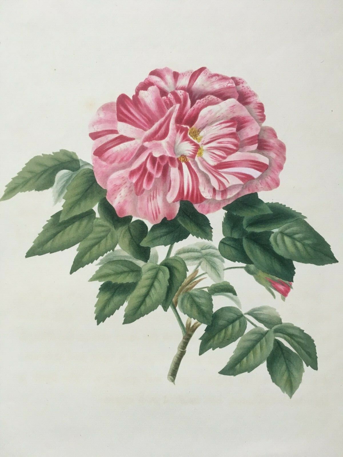 Rosa Mundi Rose Antique Aquatint 1818 HC Miss Smith Masterwork ...