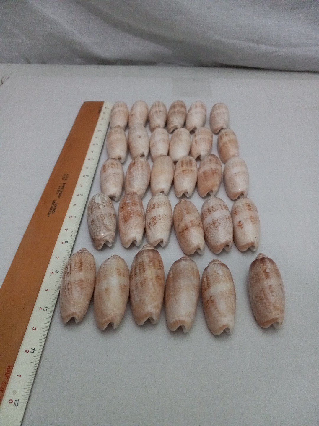 Large Lettered Olive Sea Shell 30 pcs Size 1¾ to 2in long | eBay