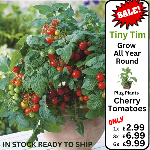 Tiny Tim Tomato Plug Plants - Compact Cherry Tomatoes - Perfect for ...