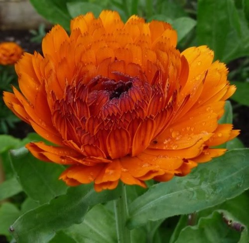 Pot Marigold Seeds - INDIAN PRINCE - Calendula - Traditional Variety ...
