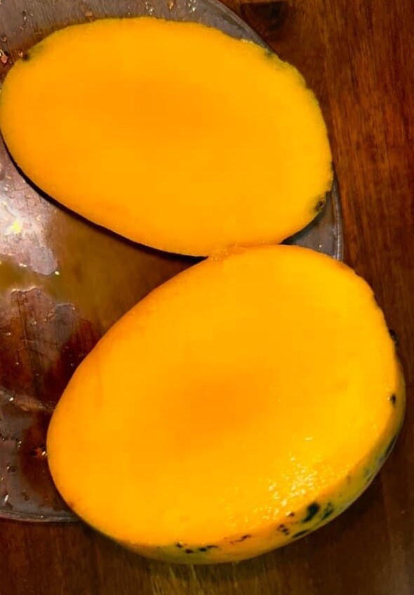 SUNRISE Grafted Rare MANGO Tree 3Gal Pot Ready To Fruit Ship UPS ...