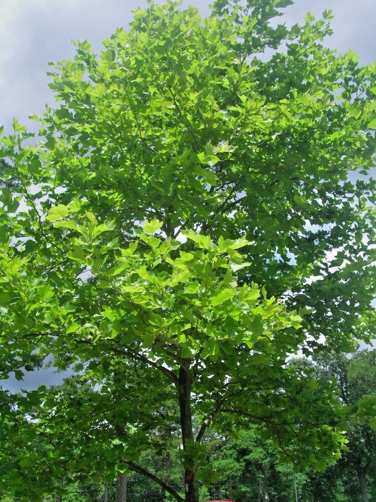 Platanus Acerifolia Columbia