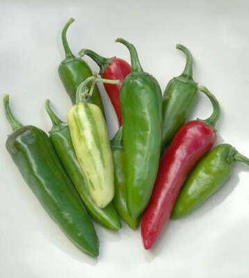 Fish Chilli Seeds (5x Seeds) | eBay