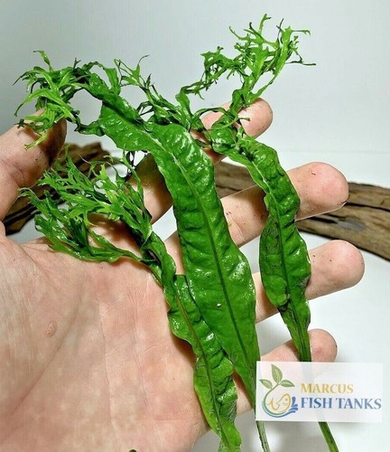 *BUY 2 GET 1FREE* Lace Java Fern Microsorum Windelov Live Aquarium ...