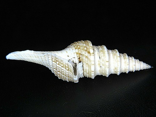 TURRIS "GEMMULA" UNEDO: DEEP-WATER LARGE TURRID @ 78.77MM! | eBay