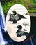 LOON STATIC CLING WINDOW DECAL New Oval 8x12 Vinyl Wild Ducks Glass ...