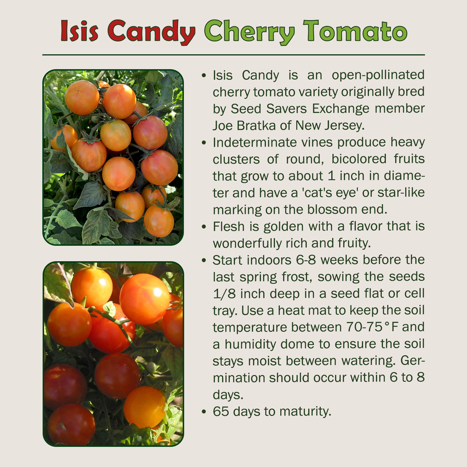 10 Isis Candy Cherry Tomato Seeds, Open Pollinated, Non-GMO, Genuine ...