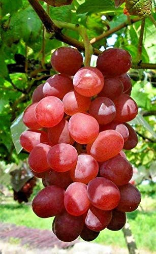 VITIS FINIFERA- Japanese Ruby Roman Grape Giappone 10 semi stratificati ...