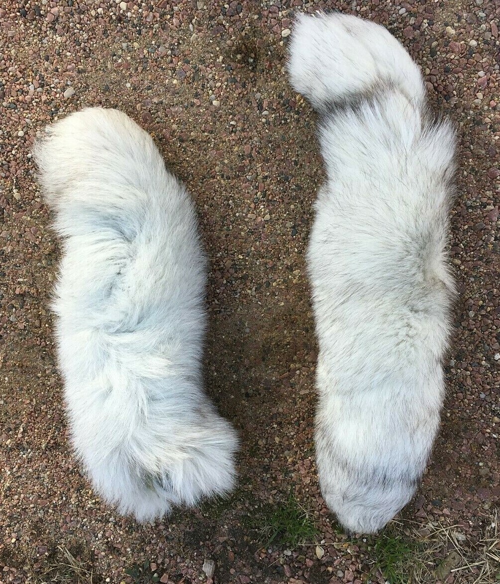 Tanned Blue Fox Tail, Bluetail | eBay