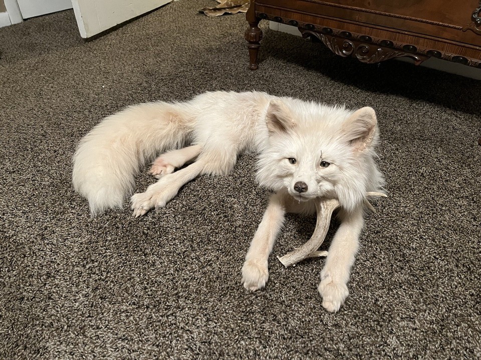 Stunning Soft -mount Albino Fox Taxidermy Brand New | eBay