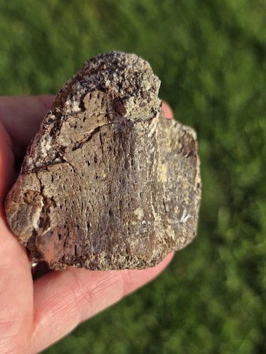 Partially Digested Mosasaur Thoracic Vertebrae TX Fossil Mosasaurus | eBay