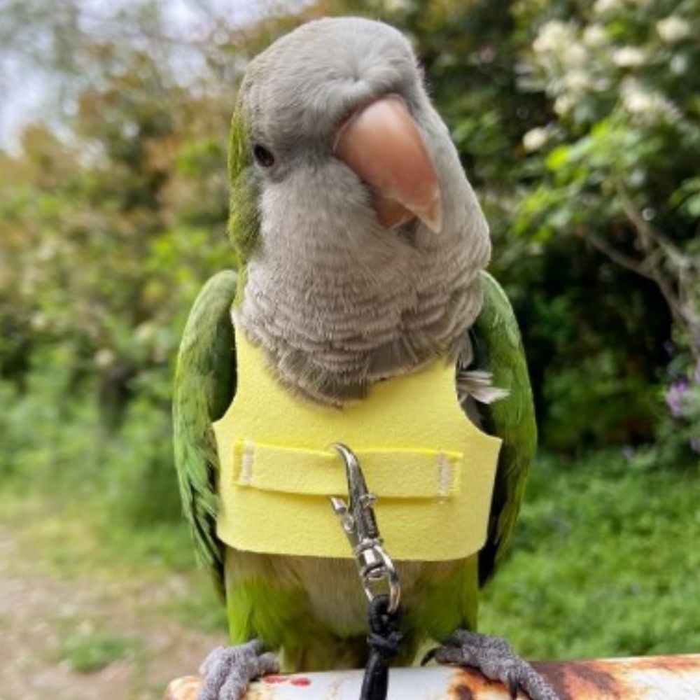 Anti-Bite Bird Flight Harness Vest Outdoor Activities Leash Parrot | eBay