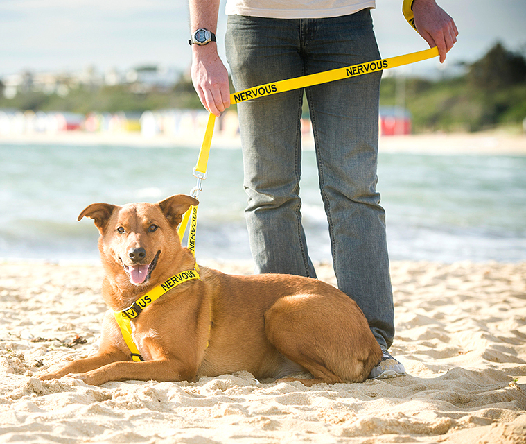 WARNING ALERT DOG COLLAR LEAD HARNESS COAT! AWARD WINNING PET PRODUCT ...