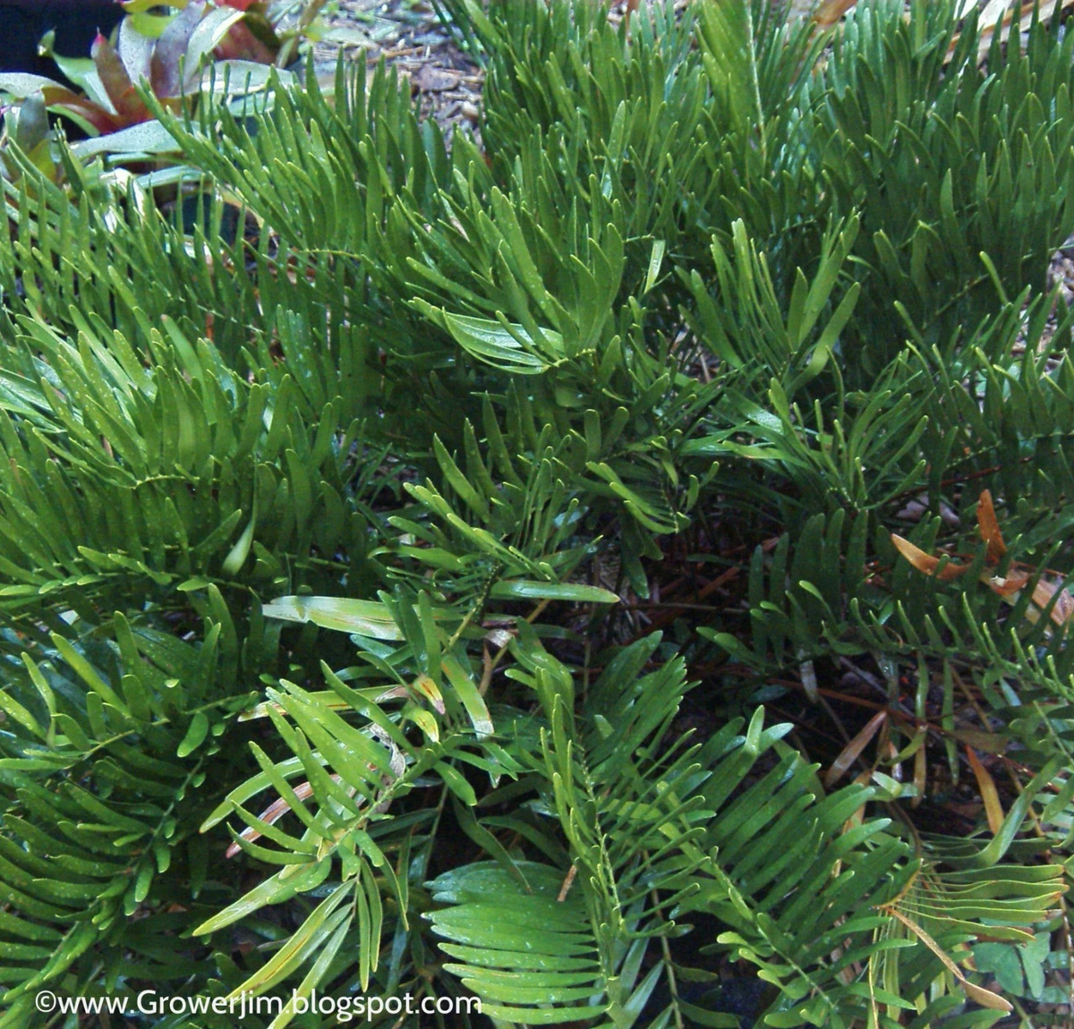 Cycadophyta Zamia Pumila