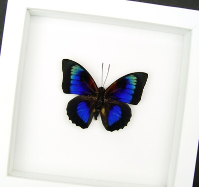 Rare Hybrid Butterfly Agrias beatifica lachaumei Prepona laertes Framed ...