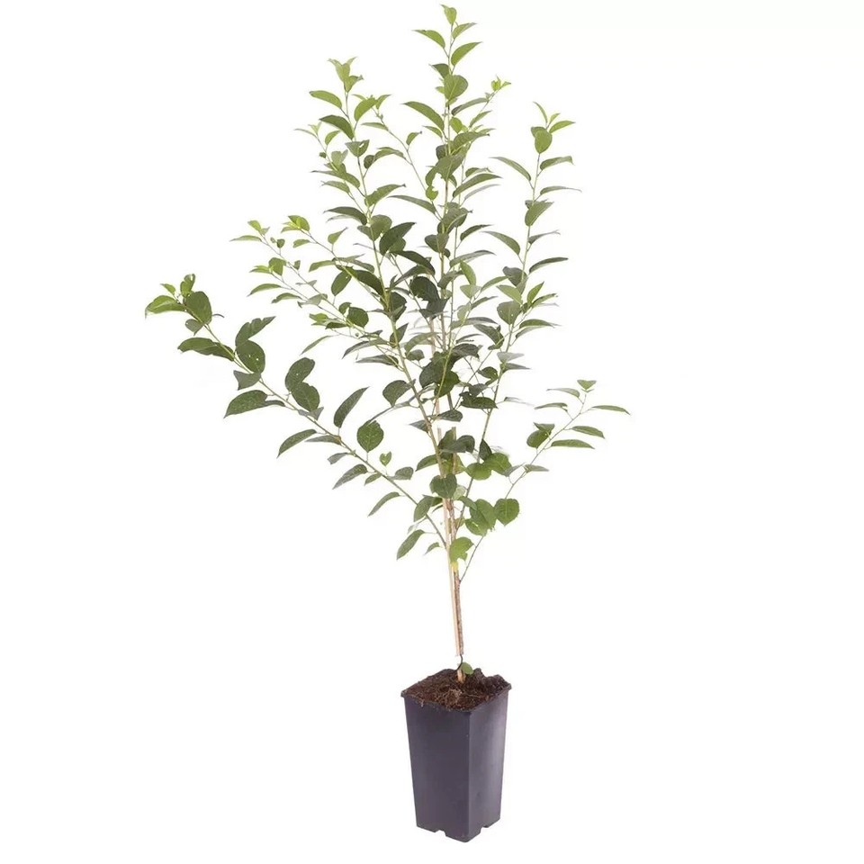 Dwarf Prunus Cherry Bush Fruit Tree Winter Hardy 40 - 60 cm tall Garden ...