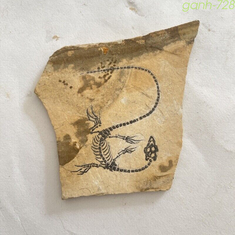 Real AMPHIBIAN-VERTEBRA-NOTHOSAURIA-JURASSIC Dragon Dinosaur Fossil | eBay