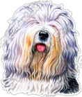 Old English Sheepdog Dog Pet Animal Bread Car Bumper Vinyl Sticker ...
