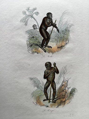 Antique Print Original Monkeys Playing 19th century | eBay