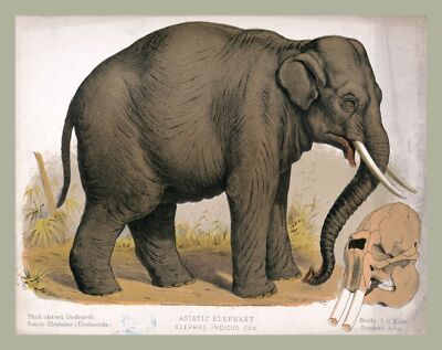 9573.Decoration Poster.Room Wall art.Home decor.Asian Elephant.Science ...