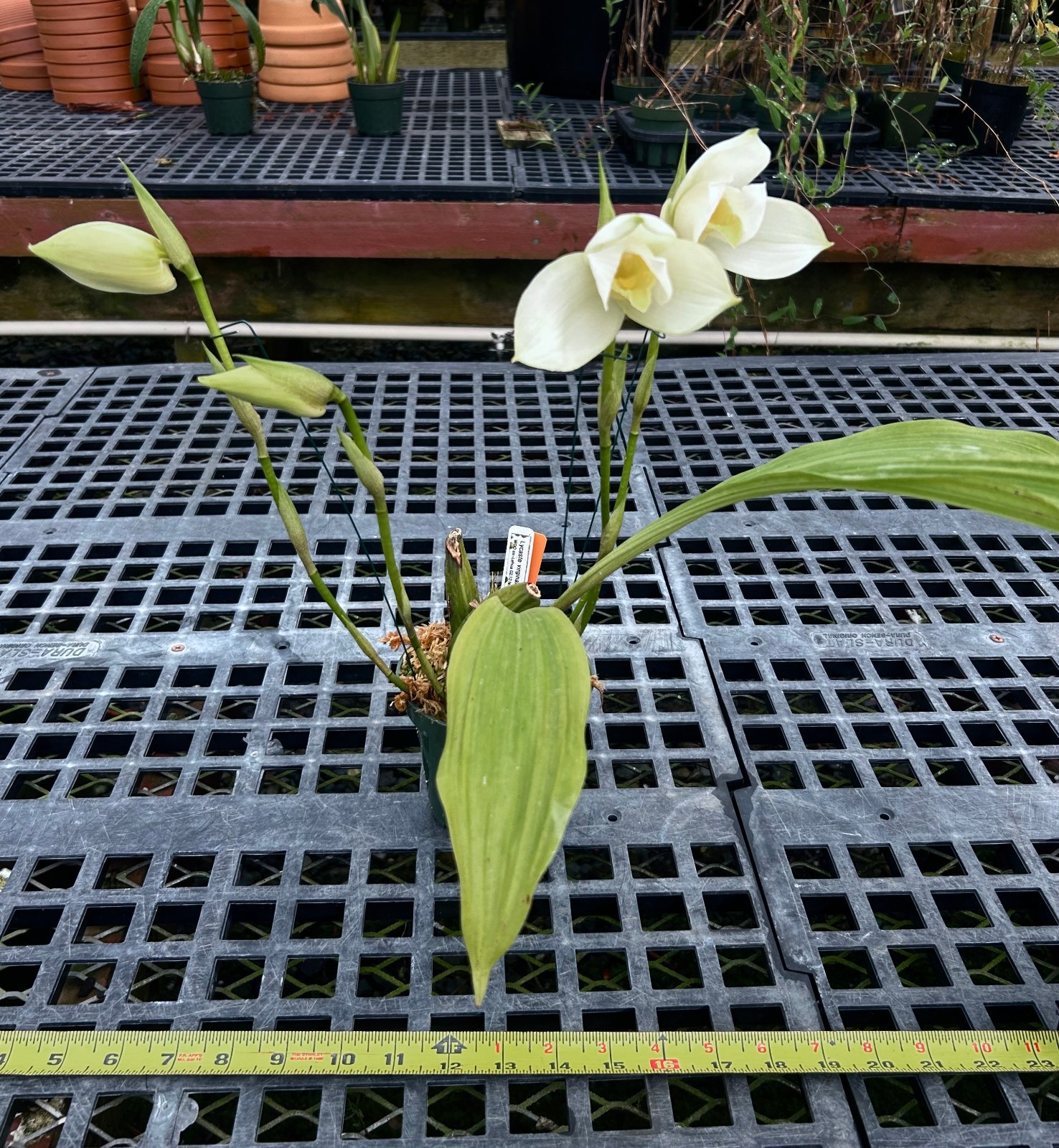 Lycaste virginalis - fabulous white form of legendary cool growing ...