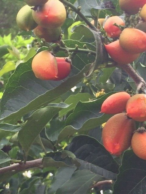PEANUT BUTTER TREE/RARE FRUIT TREE (BUNCHOSIA GLANDULIFERA) 10 INCHES ...