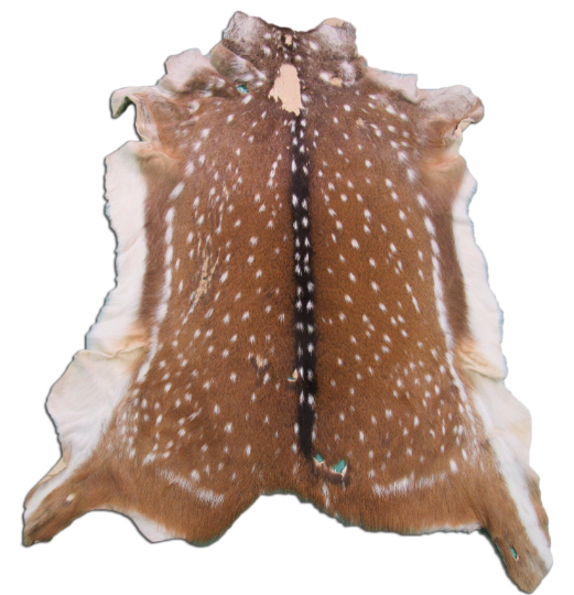 Axis Deer Hide Rug Grade Antelope Rug Axis Deer skin Argentina Axis ...