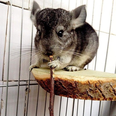 Teeth Rabbit Hamster Tooth Grinding Small Pet Chew Sticks Twigs Toy ...