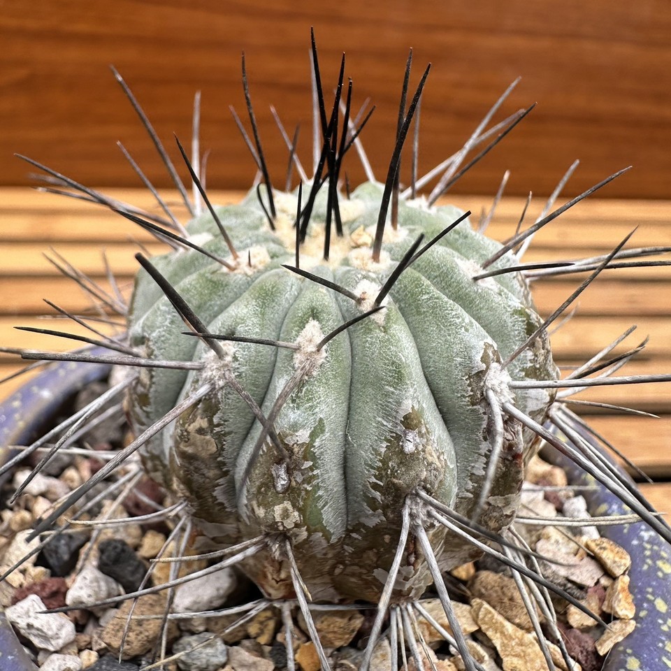 Copiapoa Cinerea DEALBATA *rare locality* Seed Grown WYSIWYG US SELLER ...